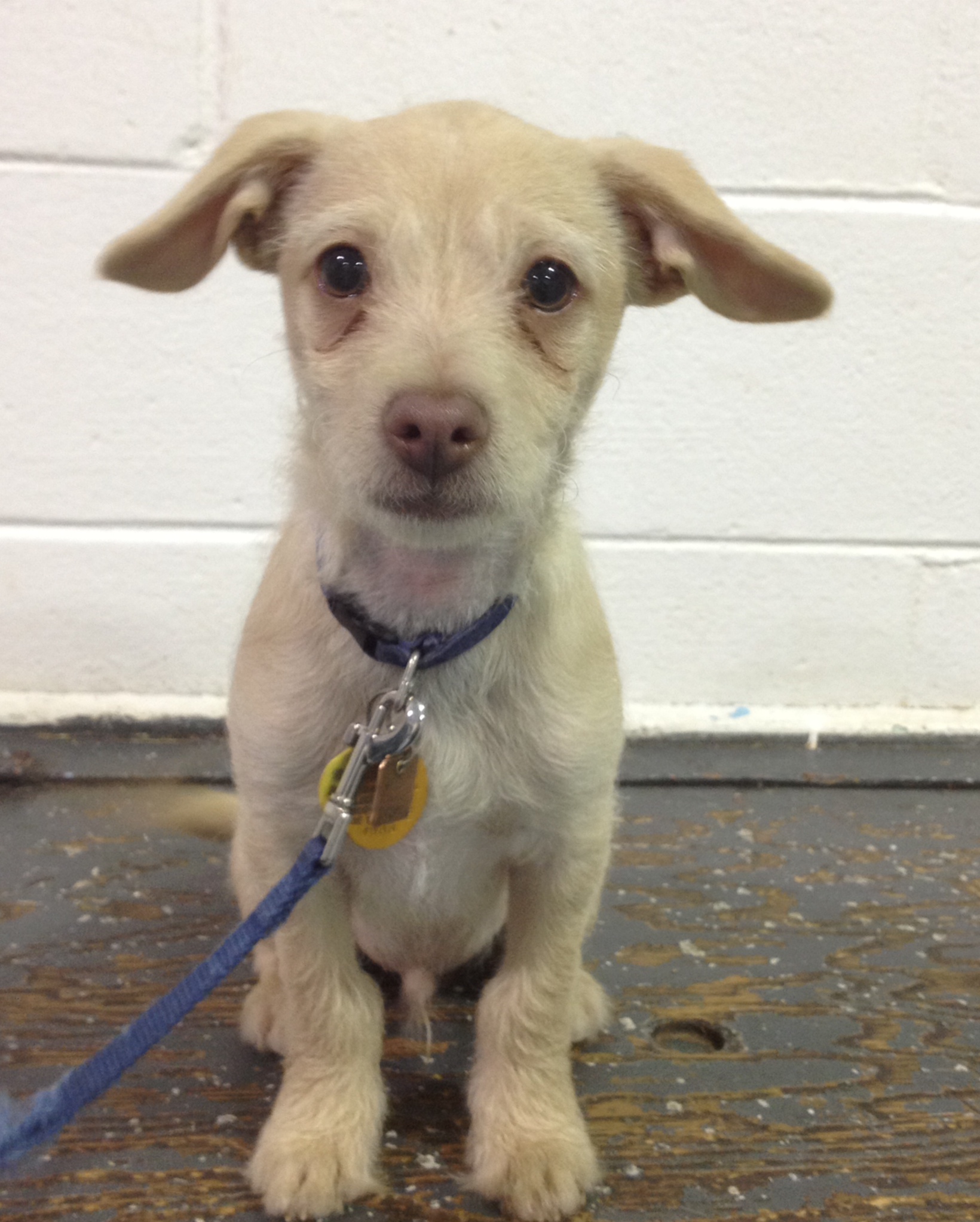 Caliban | Manners Matter Dog Training and Daycare